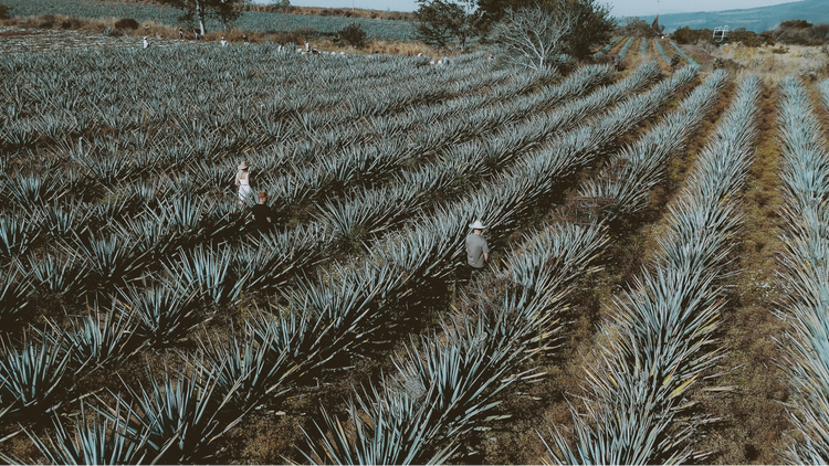 Process – Volando Tequila